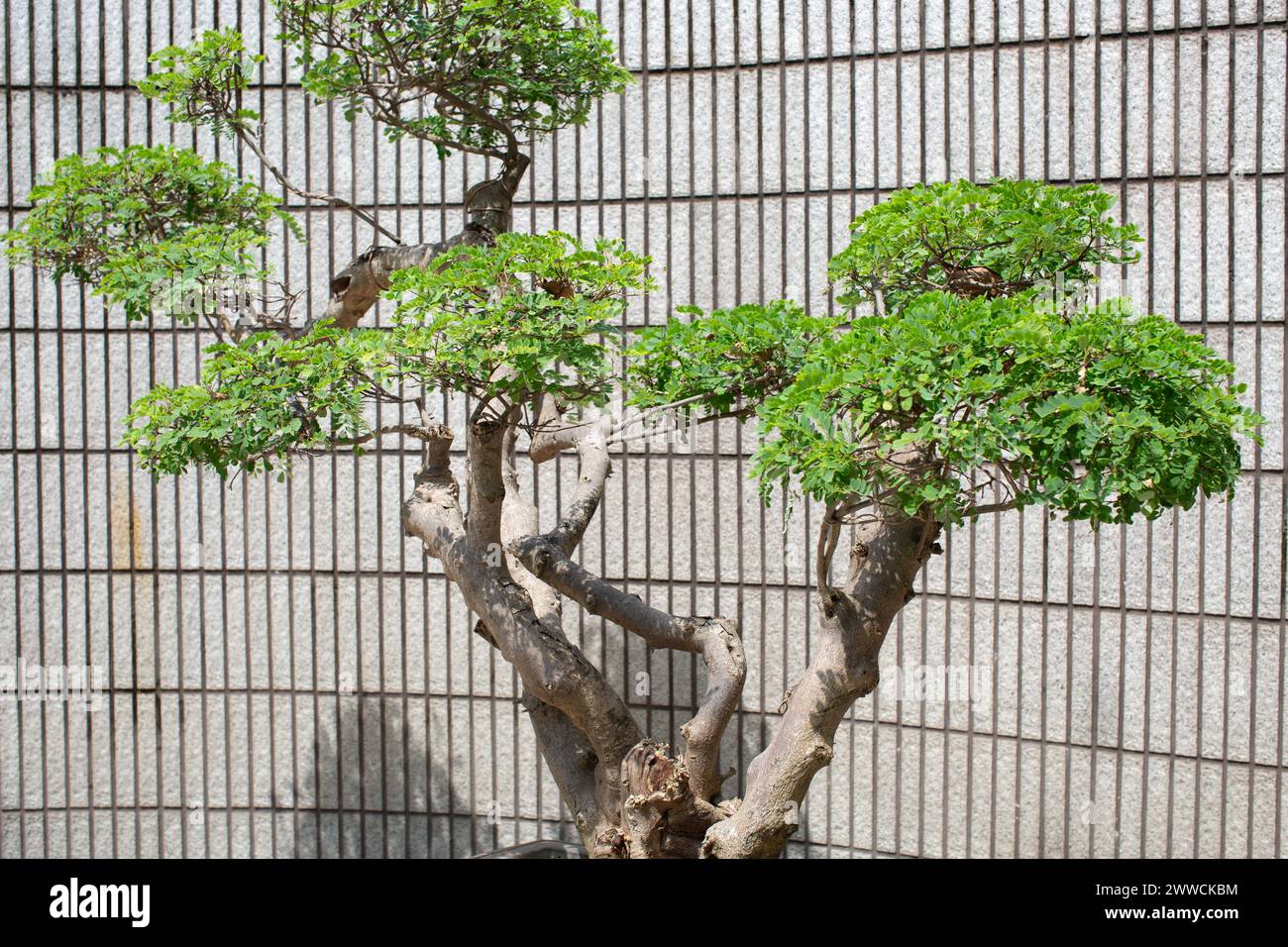 Curved branches and clusters of leaves contrasts against the uniformity ...