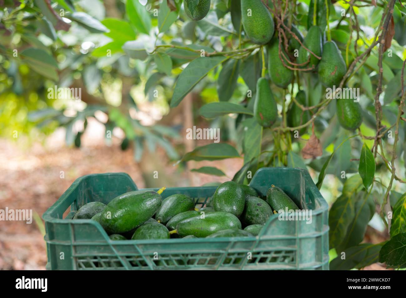 Avocado plantation peru hi-res stock photography and images - Alamy