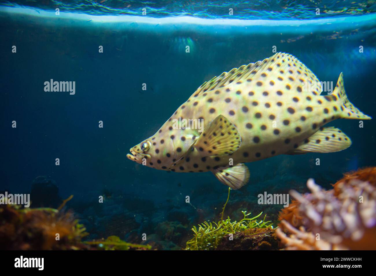 Beautiful fish at the bottom of the ocean, aquarium, sea. Spotted fish ...