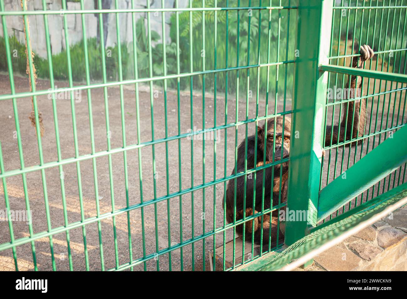 Sad black monkey in the zoo, animals in captivity. chimpanzees in a ...