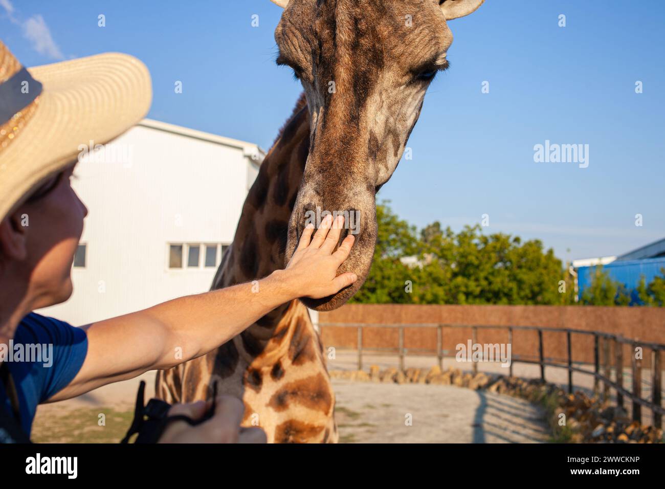 A beautiful man strokes a giraffe in the biopark. Close communication ...
