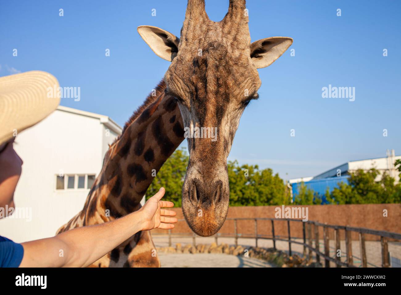 A beautiful man strokes a giraffe in the biopark. Close communication ...