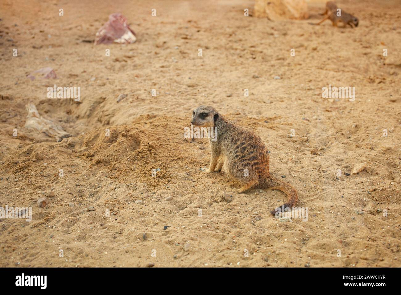 Meerkats social behavior hi-res stock photography and images - Alamy