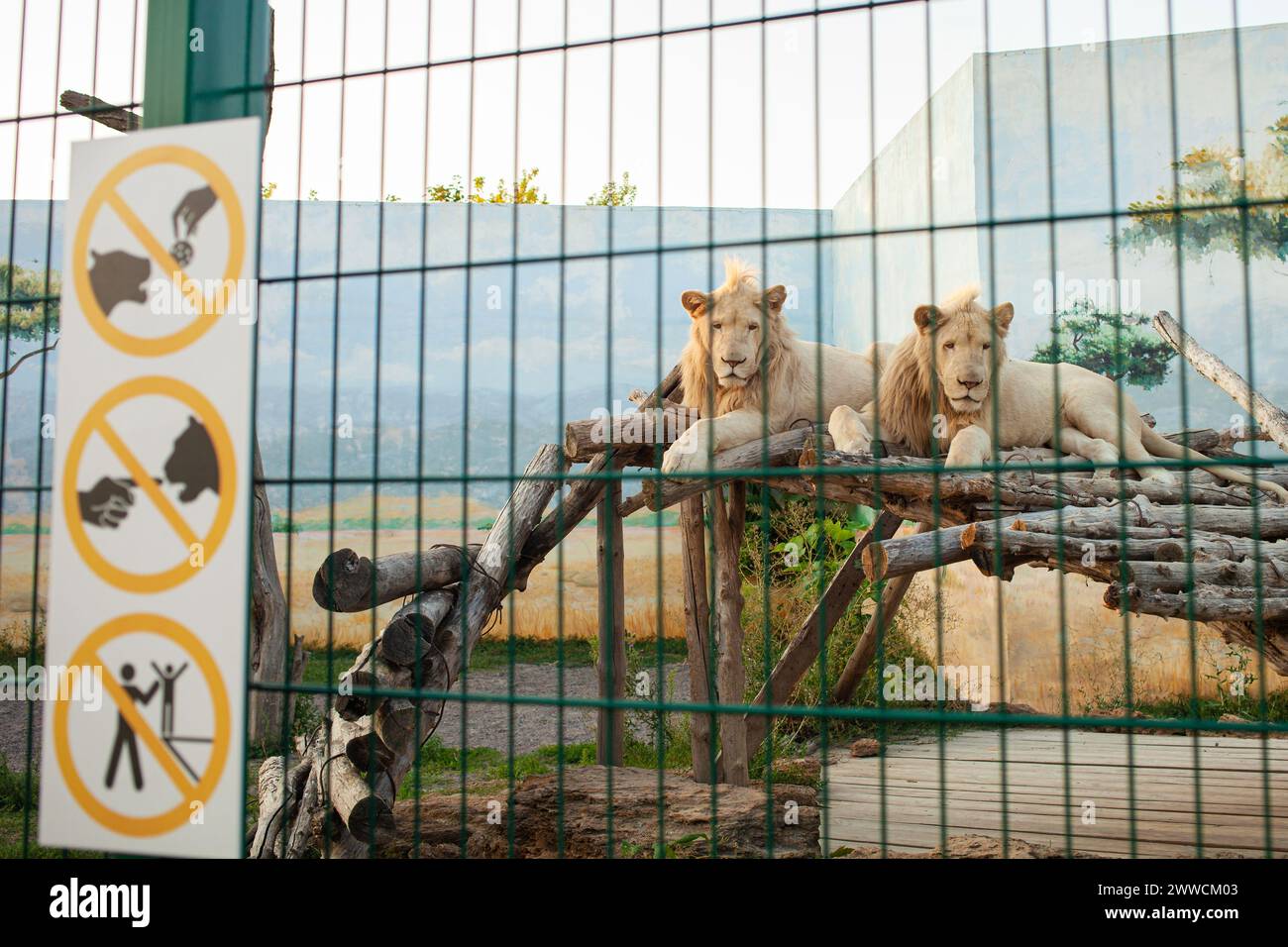family of white lions in the biopark, beautiful animals in a cage ...