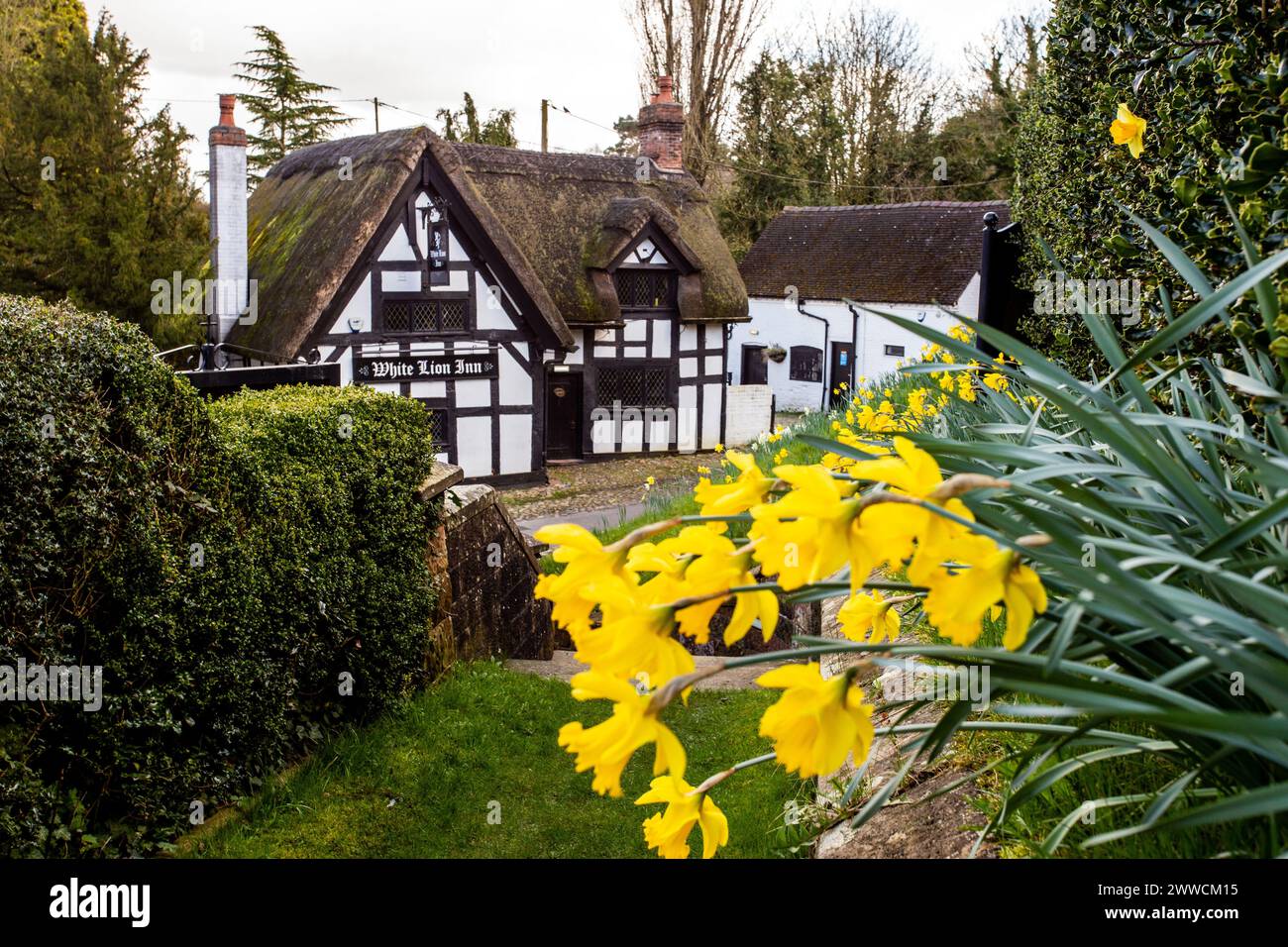 The White Lion a17th century black and white half timbered thatched ...