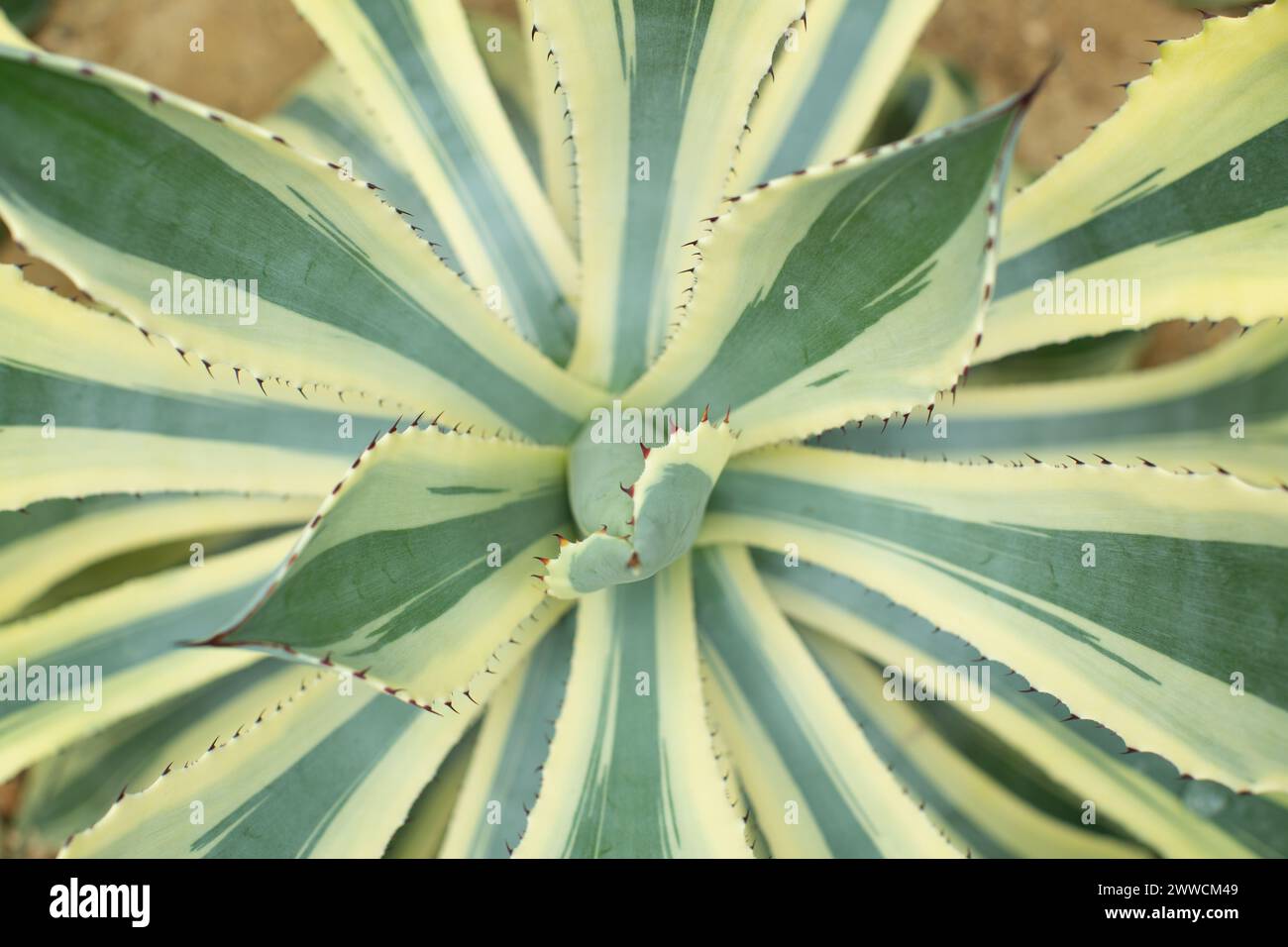 A shot directly above a large agave potato rum plant, Agave potatorum ...