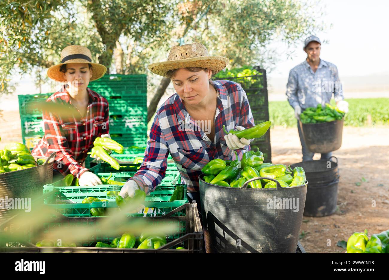 Team of farmers sorting green bell peppers on a summer day at farm Stock Photo - Alamy