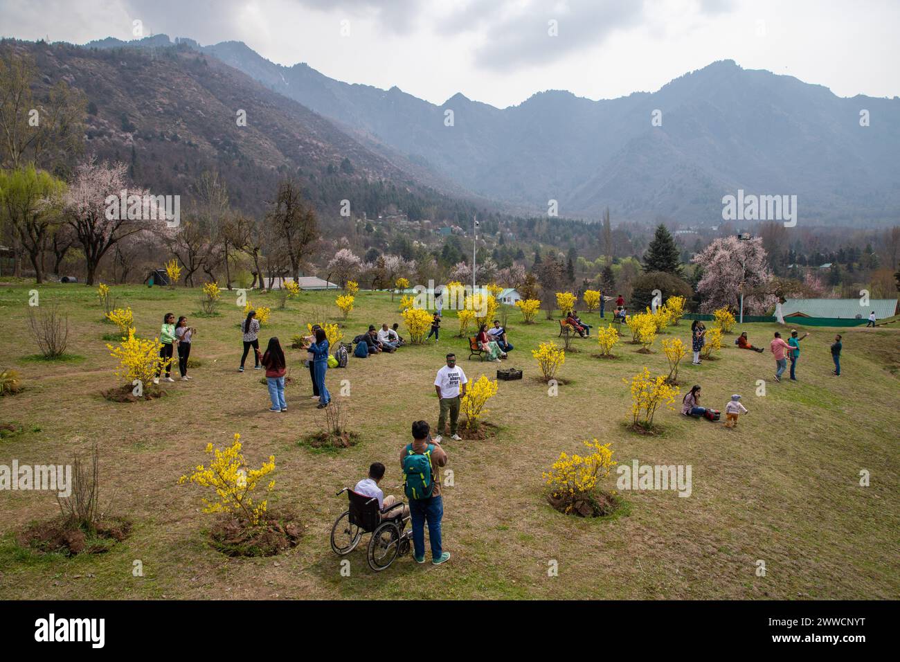 Indian tourists taking pictures inside the Asia's largest tulip garden ...