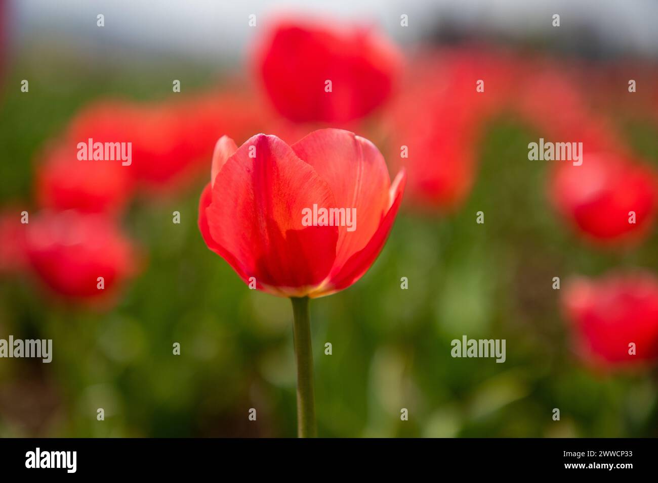 General view of a bloomed tulip flower inside the Asia's largest tulip ...