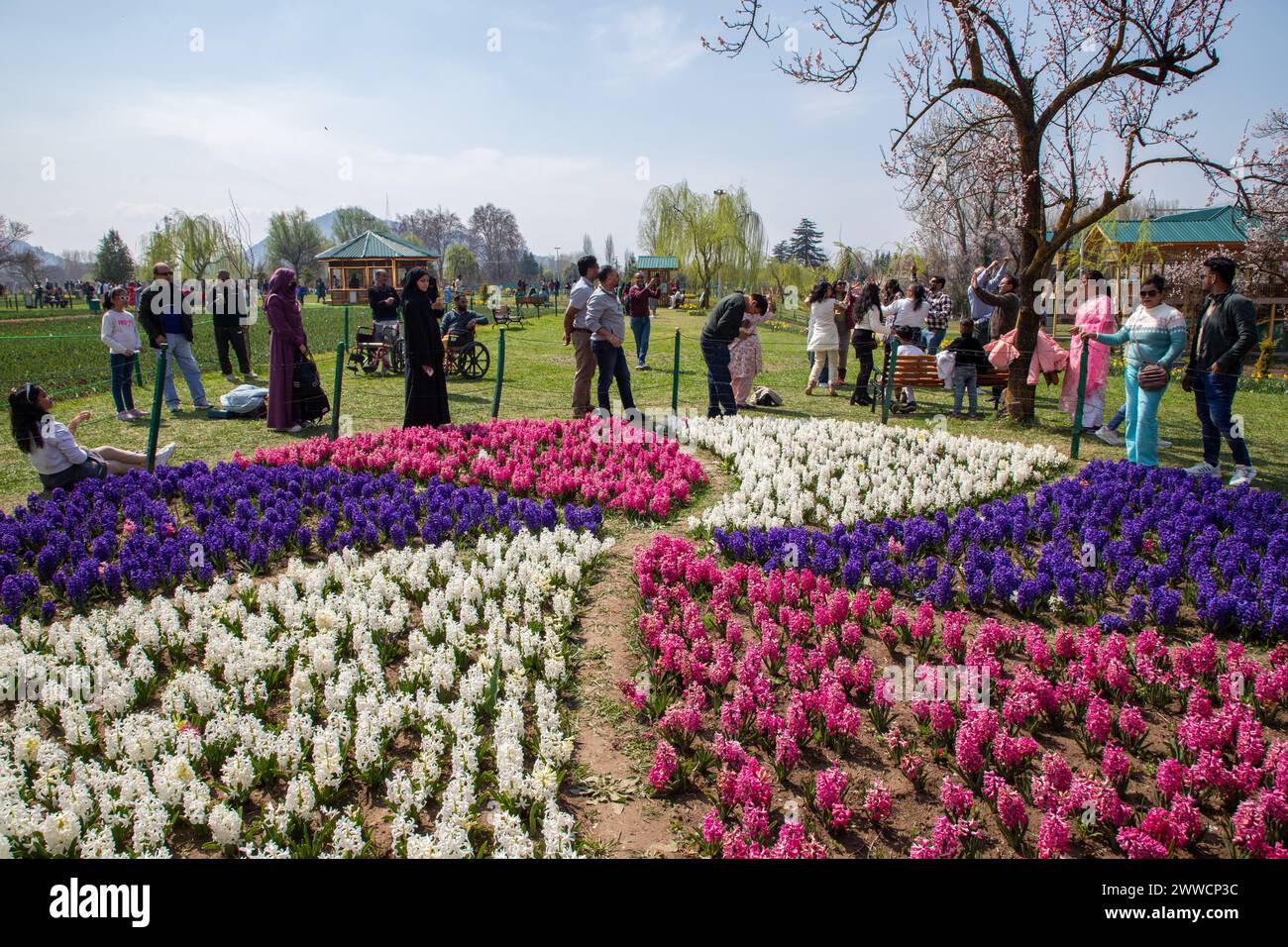 Indian tourists walk near flowers inside the Asia's largest tulip ...