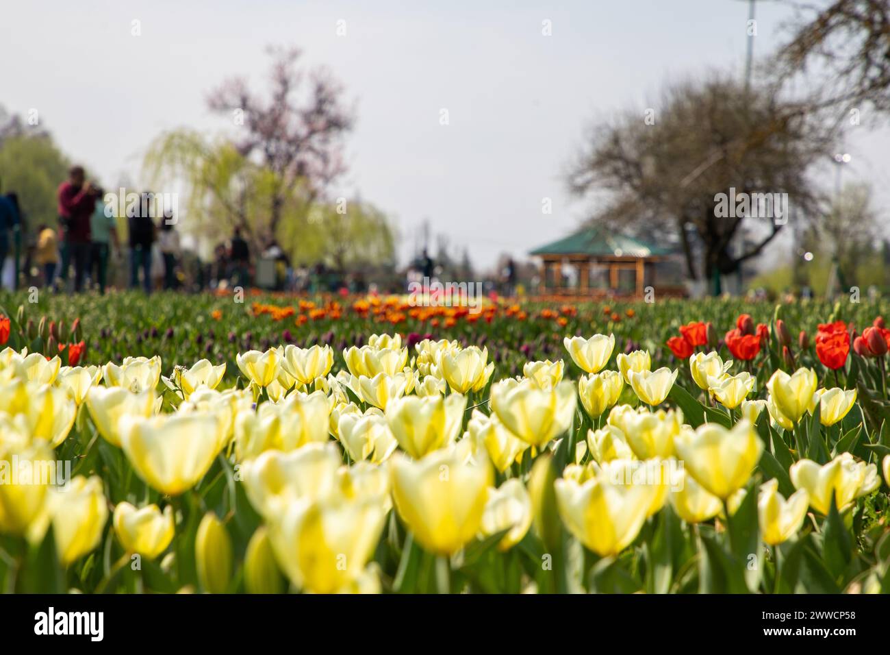 General view of bloomed tulip flowers inside the Asia's largest tulip ...
