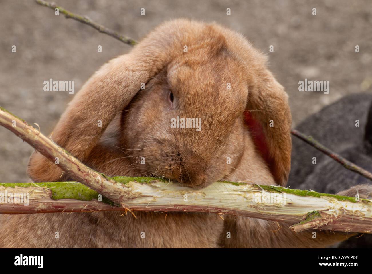 Ornamental and dwarf rabbits. Dwarf Sheep Stock Photo - Alamy