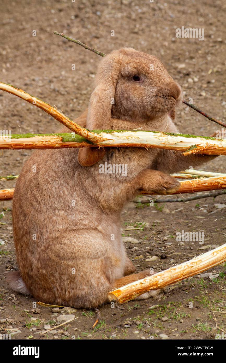 Dwarf rabbits studio hi-res stock photography and images - Alamy