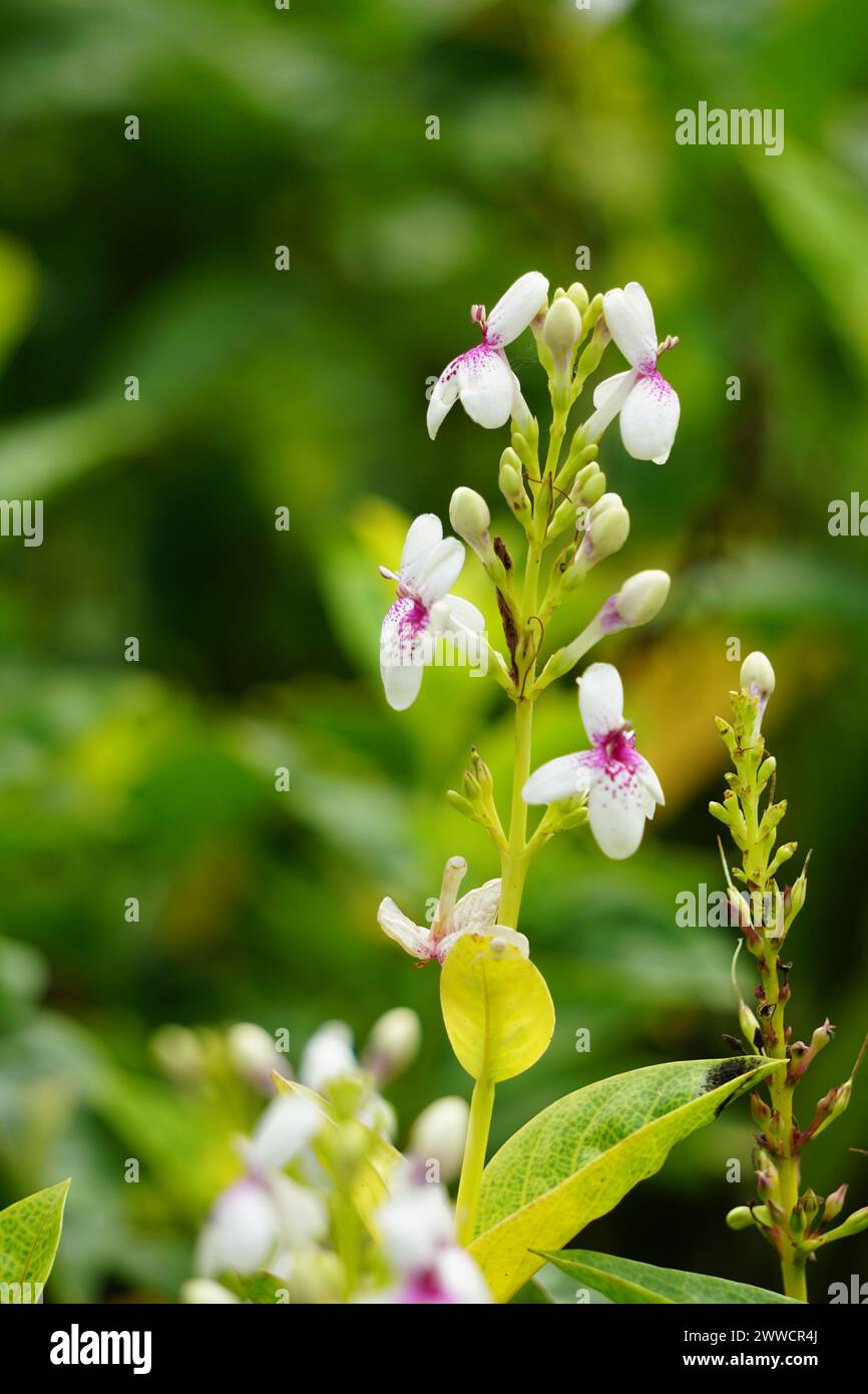 Pseuderanthemum Reticulatum (Japanese jasmine, melati jepang) with a ...