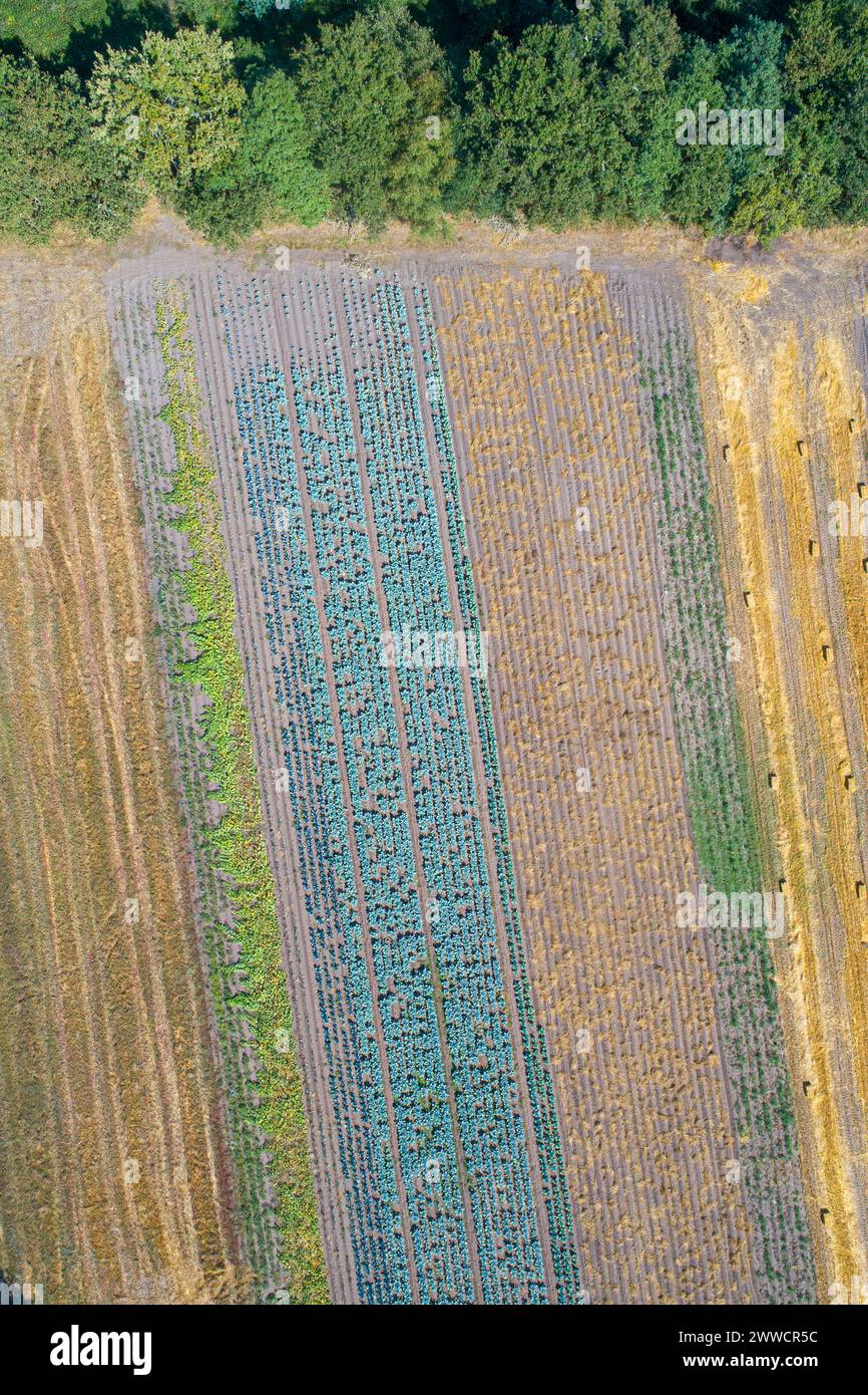 aerial drone view looking down from a bird's eye view at vegetable ...