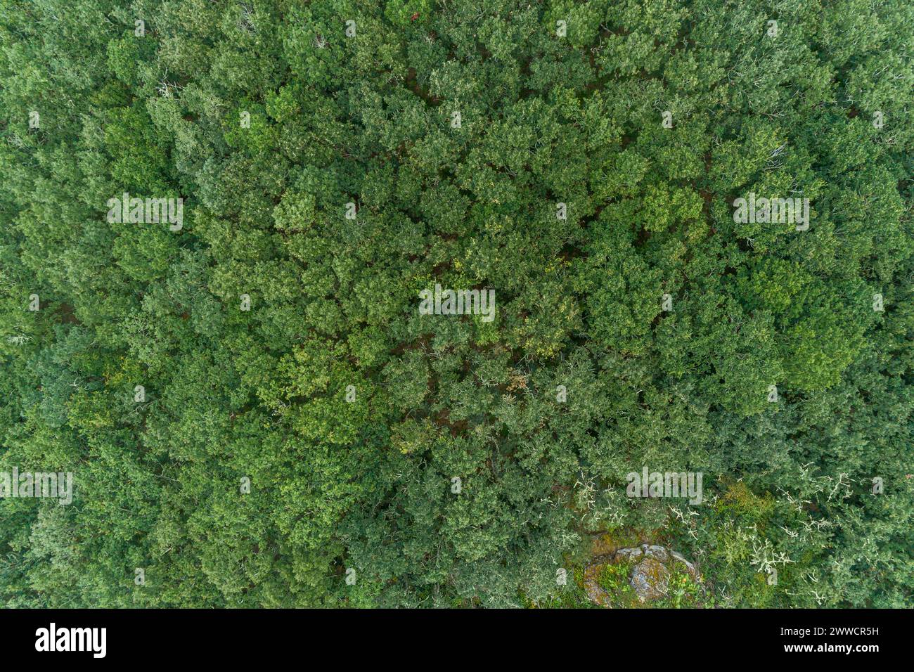 Aerial view of green treetops hi-res stock photography and images - Alamy