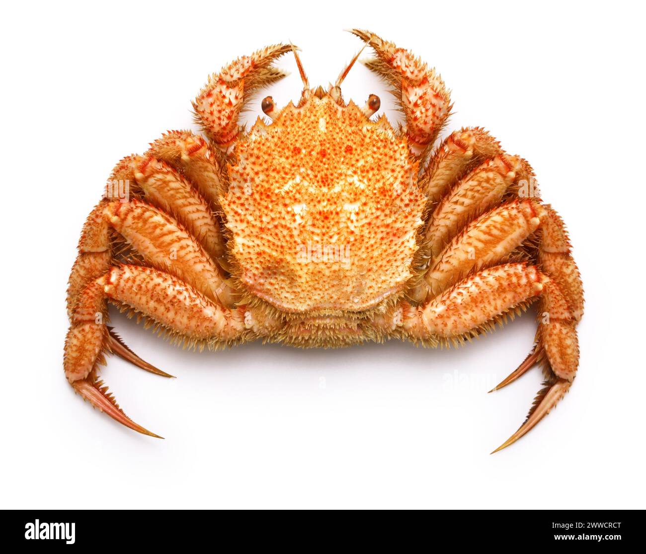 View from top boiled Cut Out Stock Images & Pictures - Alamy