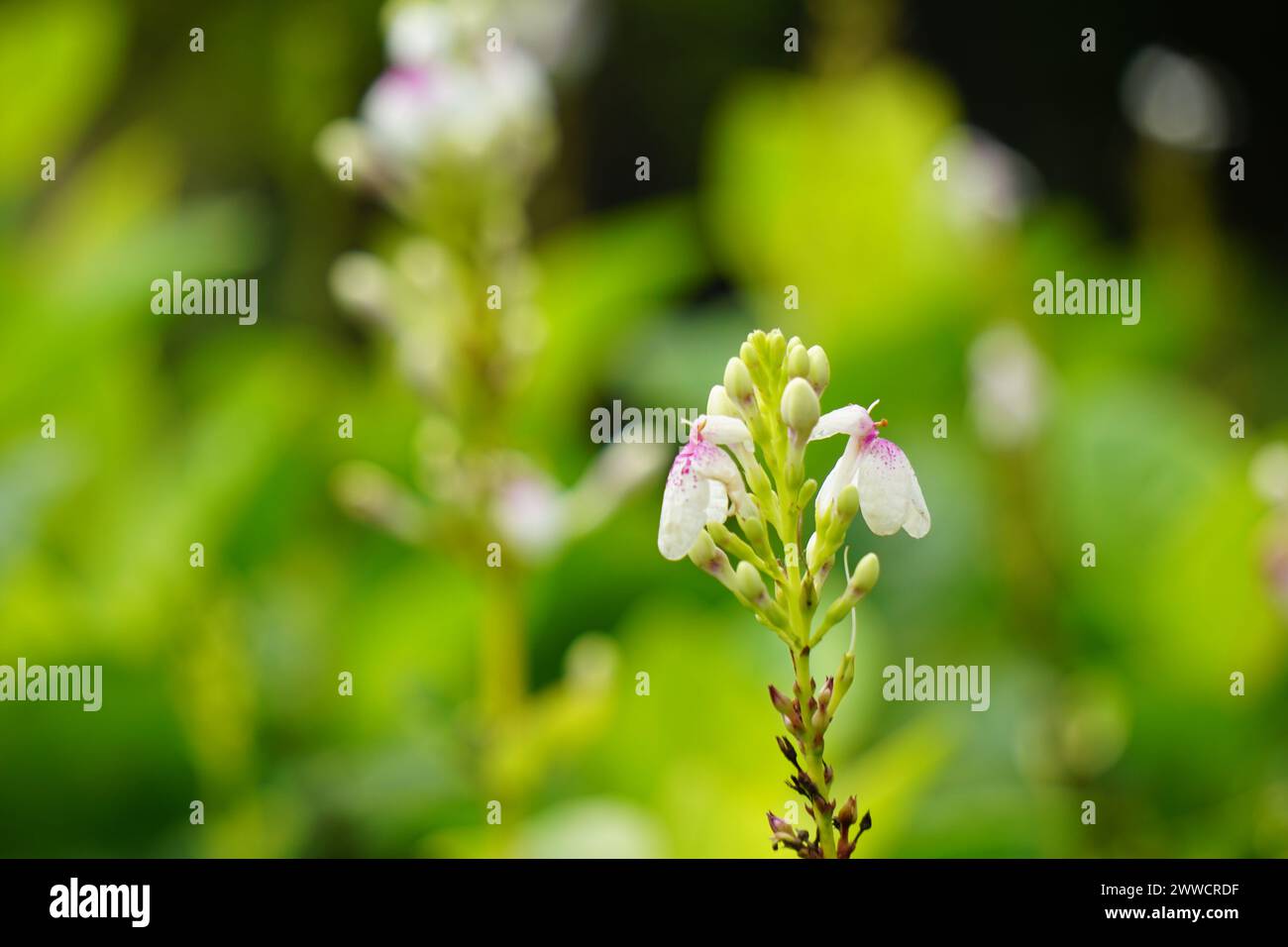 Pseuderanthemum Reticulatum (Japanese jasmine, melati jepang) with a ...