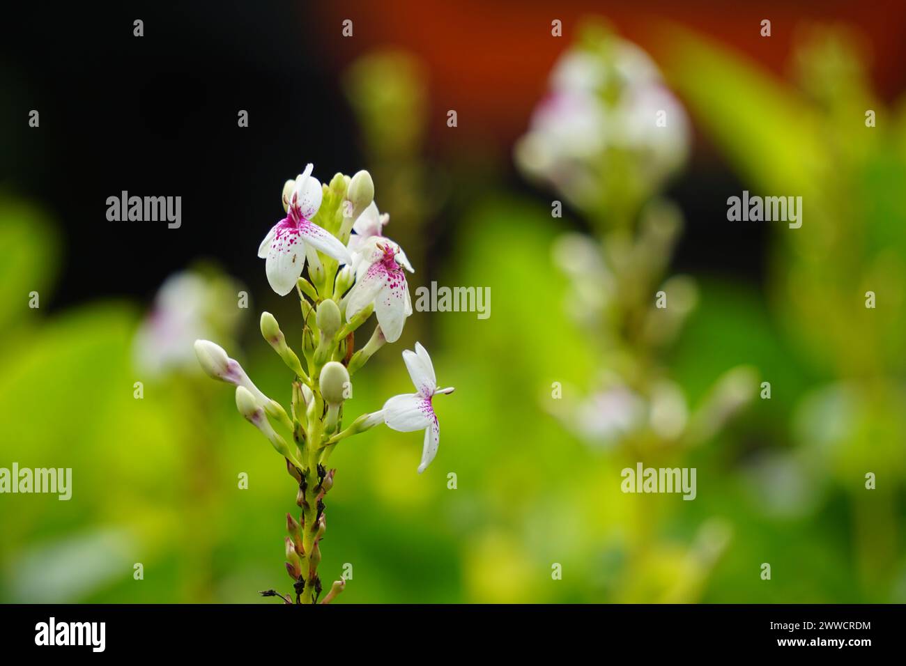 Pseuderanthemum Reticulatum (Japanese jasmine, melati jepang) with a ...