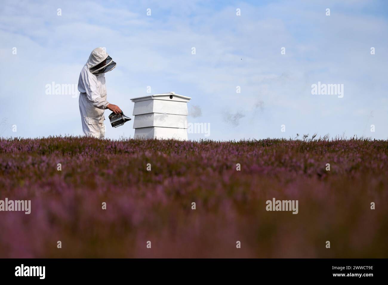 23/08/13 Tony Maggs, 62, uses a 'smoker' to subdue his bees before ...