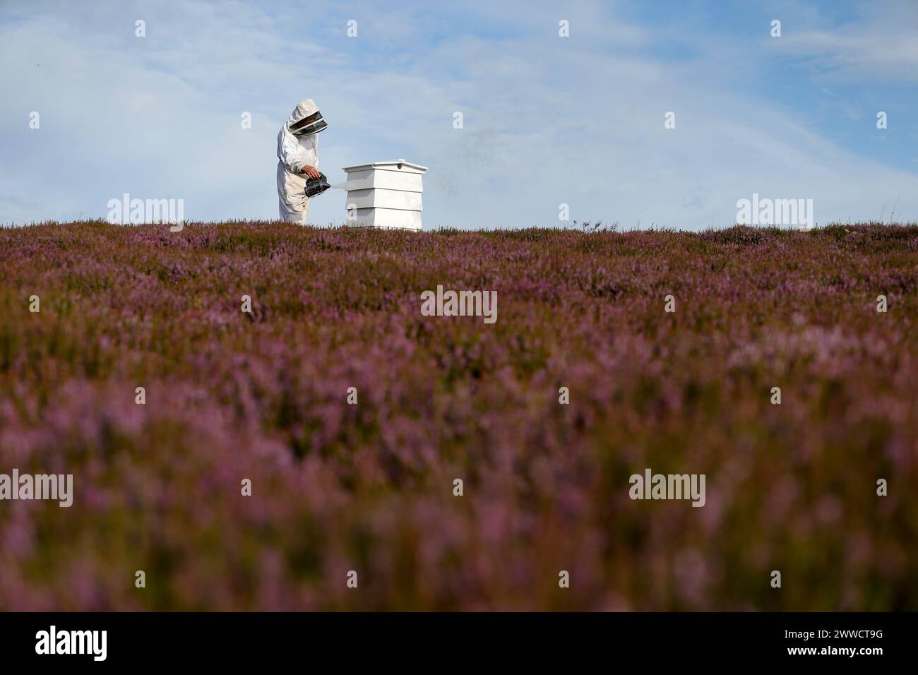 23/08/13 Tony Maggs, 62, uses a 'smoker' to subdue his bees before ...