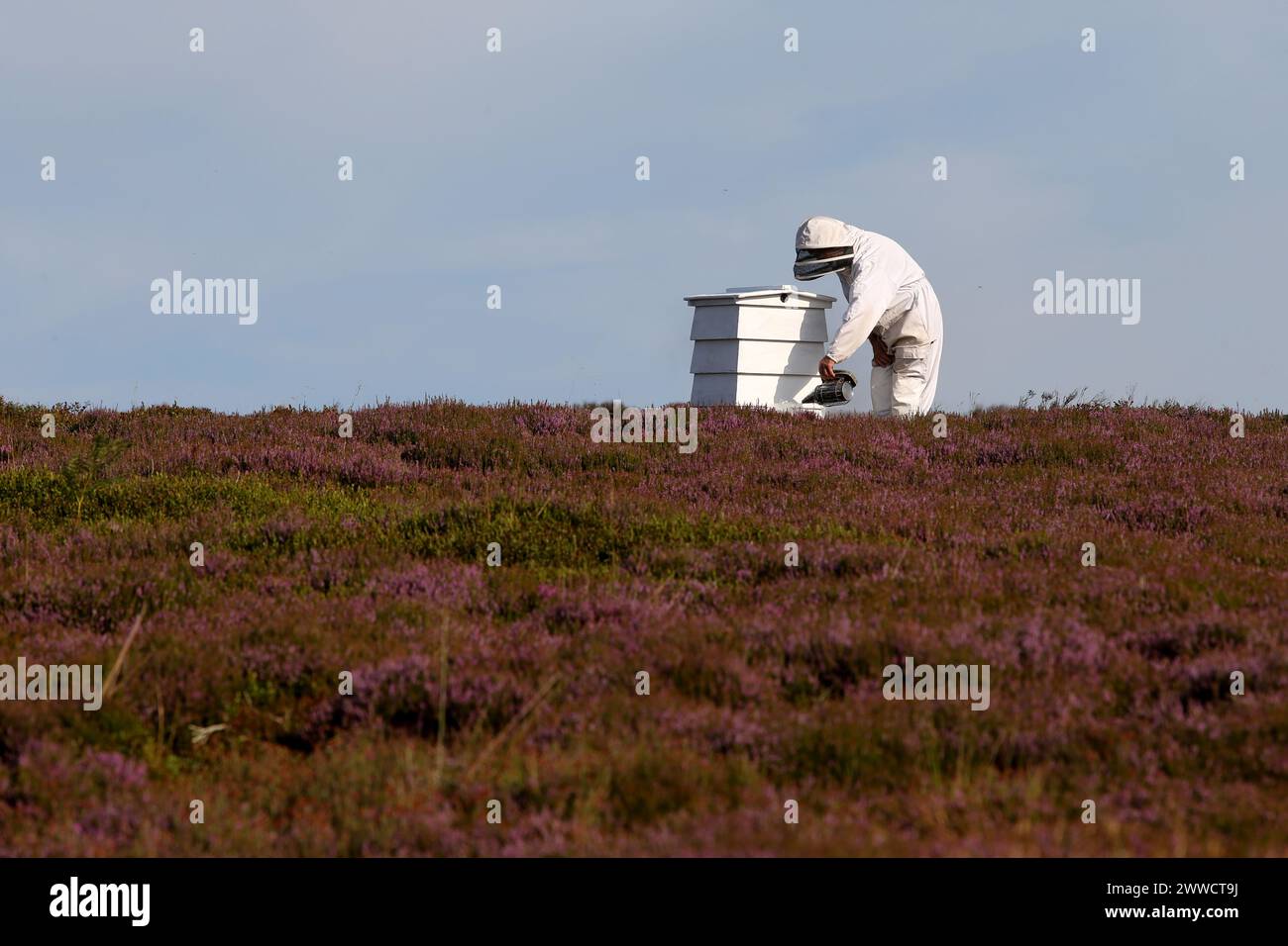 23/08/13 Tony Maggs, 62, uses a 'smoker' to subdue his bees before ...