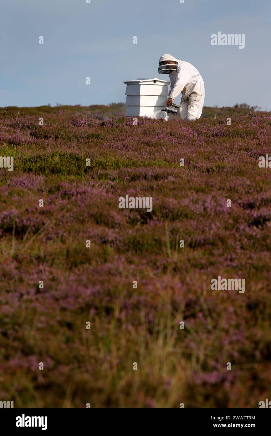 23/08/13 Tony Maggs, 62, uses a 'smoker' to subdue his bees before ...