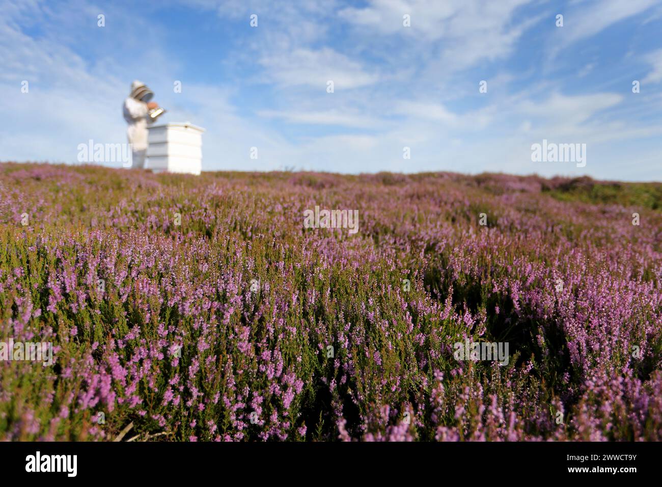 23/08/13 Tony Maggs, 62, uses a 'smoker' to subdue his bees before ...