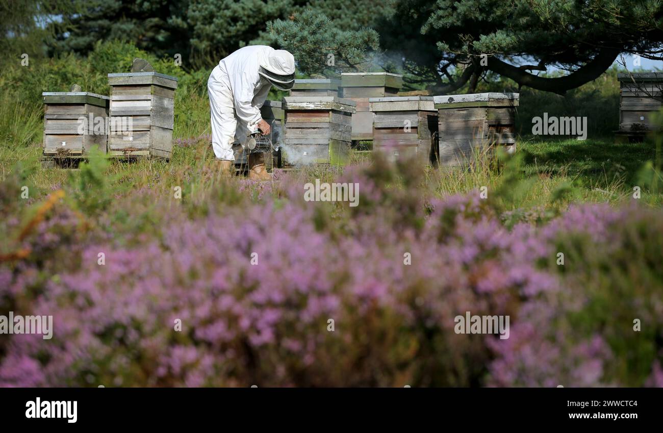 23/08/13 Tony Maggs, 62, uses a 'smoker' to subdue his bees before ...