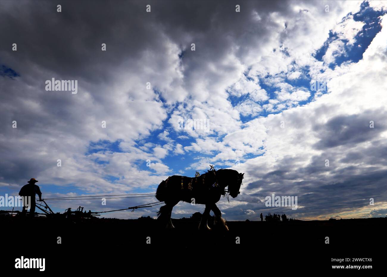 0709/13 Jim Elliot guides Tom, his seven-year-old small shire, across a ...