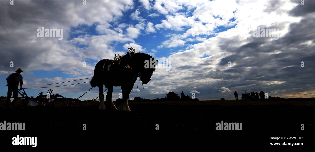 0709/13 Jim Elliot guides Tom, his seven-year-old small shire, across a ...