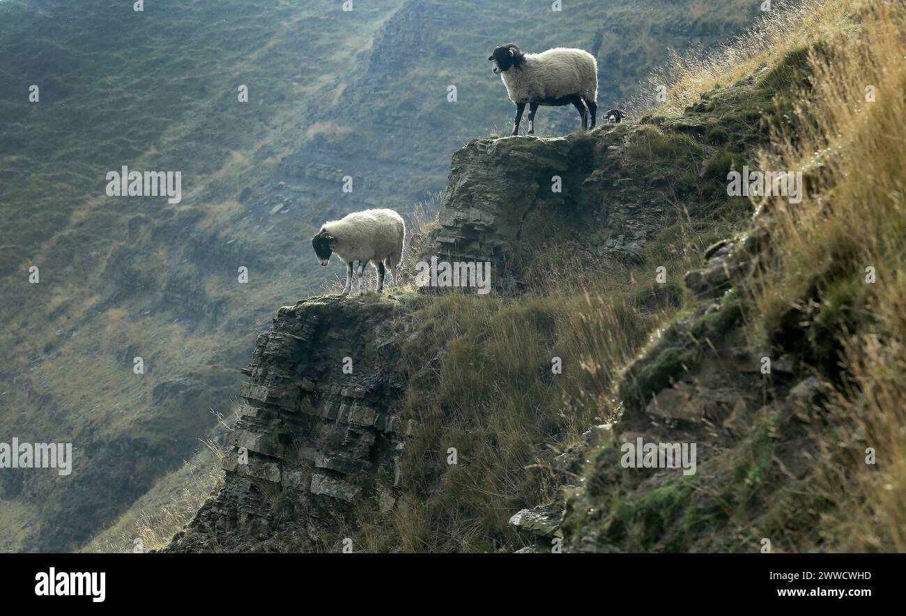 Castleton sheep peak district hi-res stock photography and images - Alamy