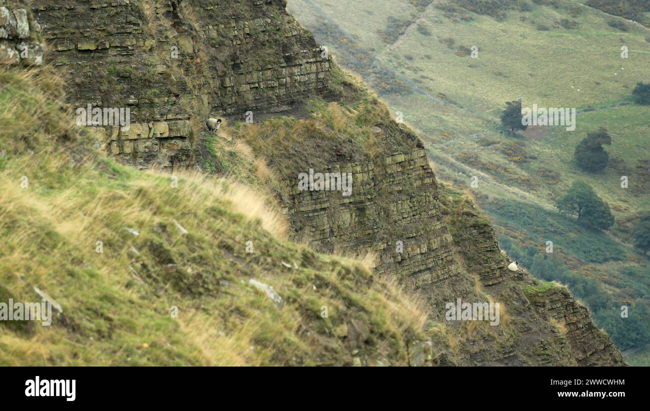21/09/13 Baa-rmy sheep climb up the sheer face of Mam Tor high above ...