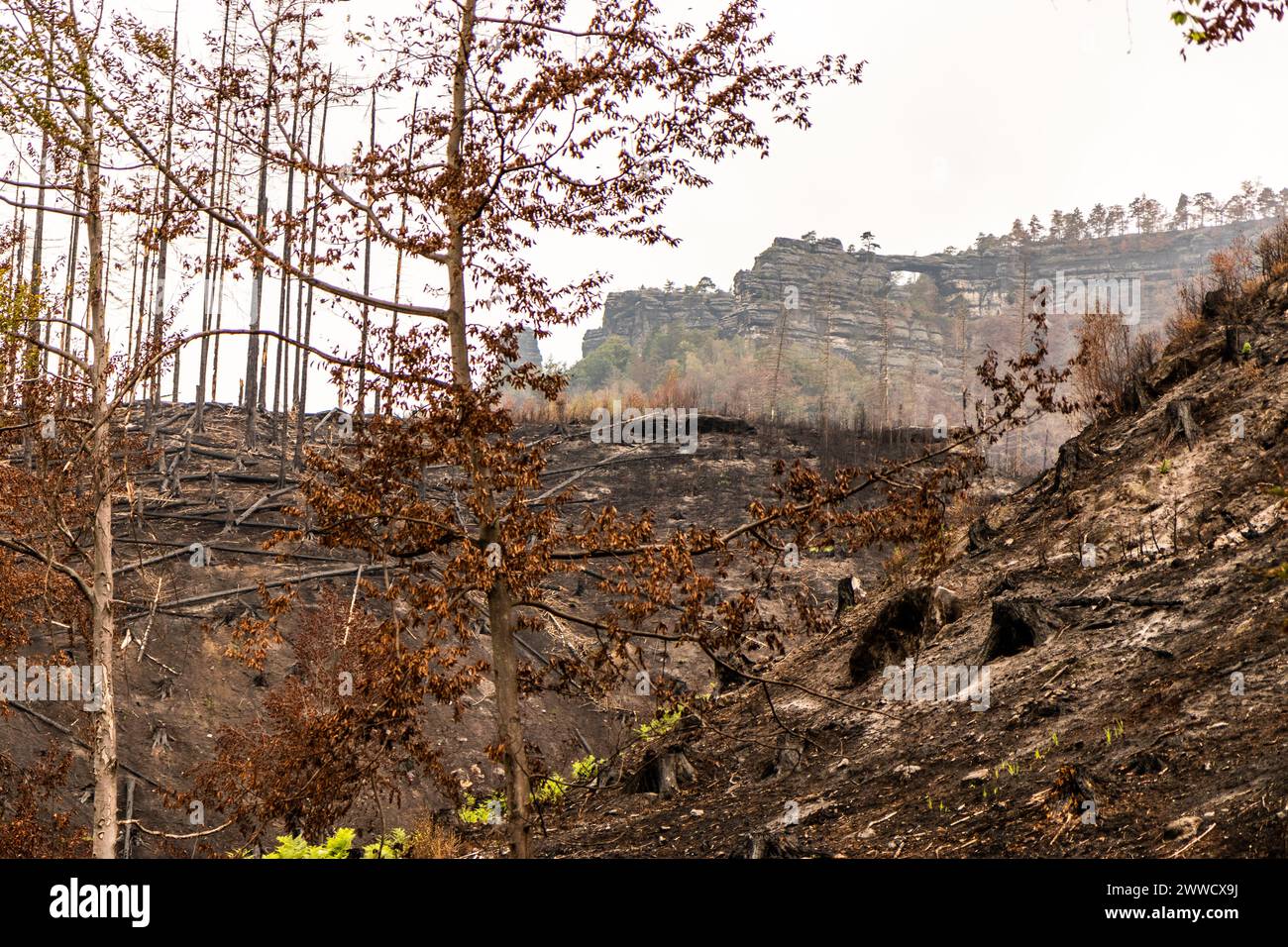 Burned forest around Pravcicka brana rock formation after the 2022 ...
