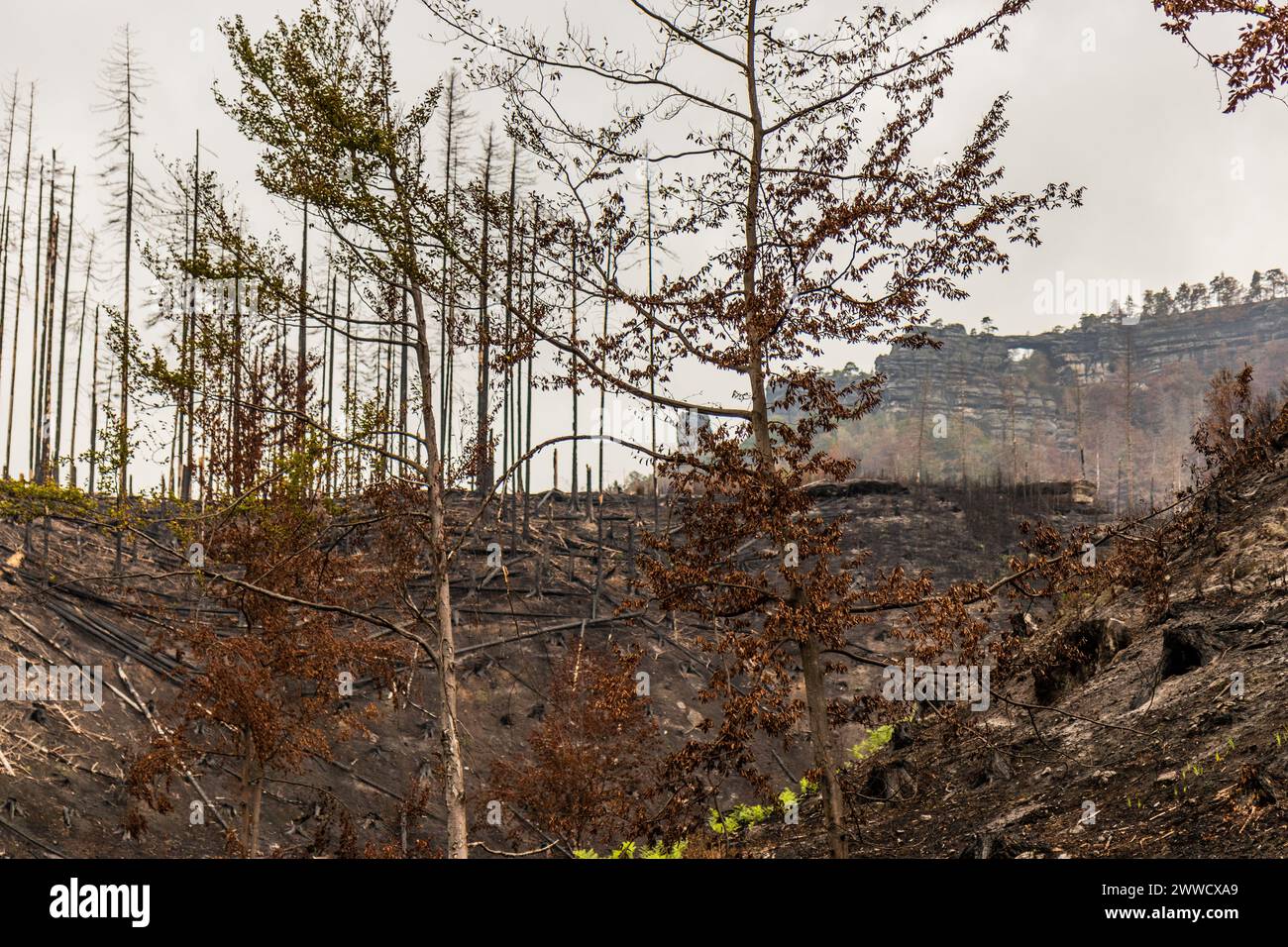 Burned forest around Pravcicka brana rock formation after the 2022 ...