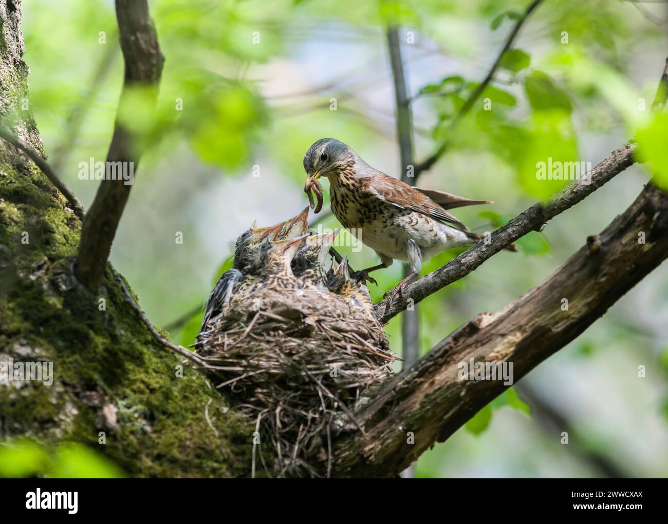 thrush bird has arrived at its nest in a tree and is feeding its chicks ...