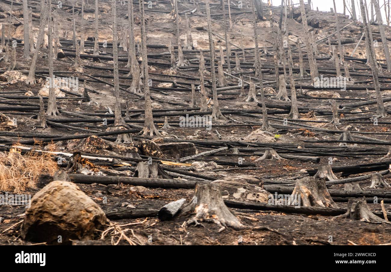 Burned forest after the 2022 wildfire in the Czech Switzerland National ...