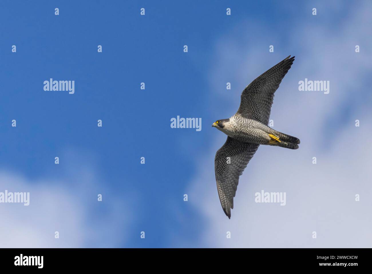 Peregrine Falcon overhead Stock Photo - Alamy
