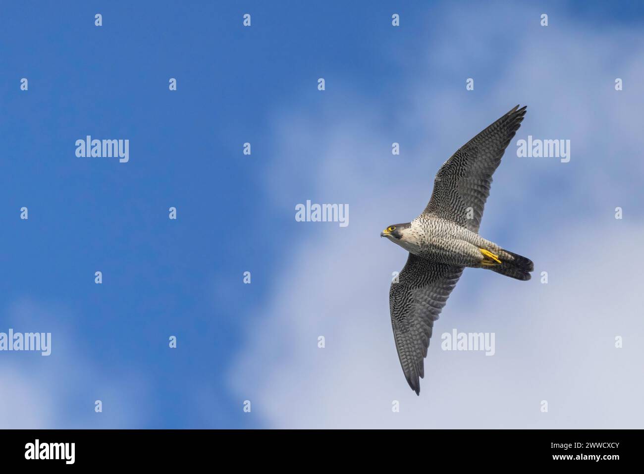 Peregrine falcon autumn uk hi-res stock photography and images - Alamy