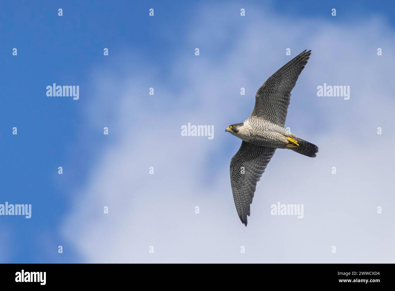 Peregrine Falcon overhead Stock Photo - Alamy