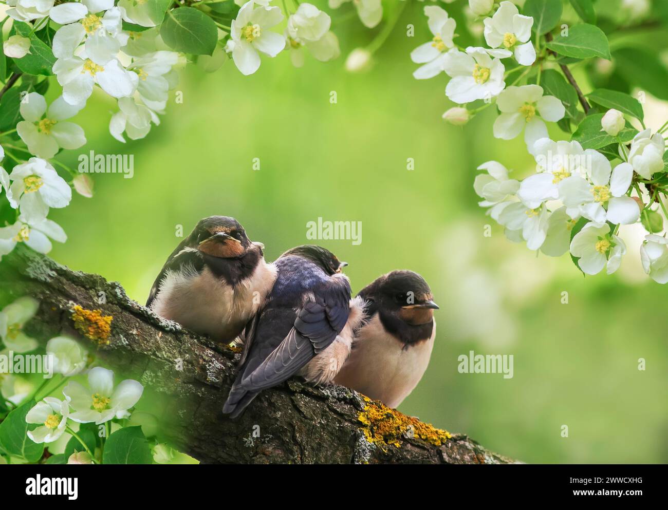 three village swallow chicks sit on a branch of a flowering tree in the ...