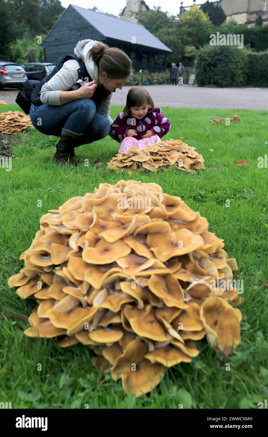 15/10/13 Sarah Barnwell marvels at the giant clumps of honey fungus ...