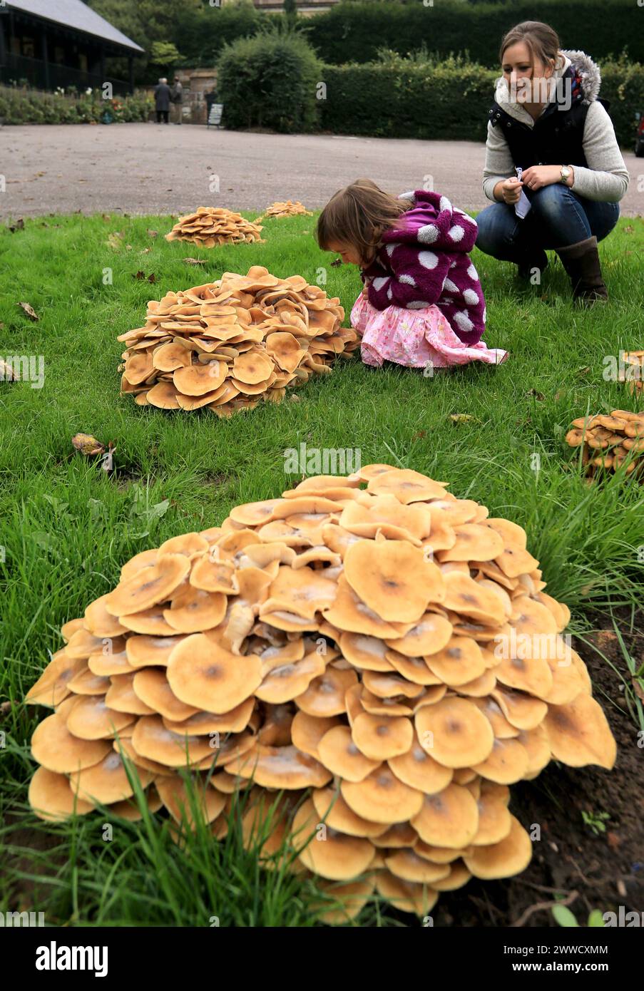 15/10/13 Sarah Barnwell marvels at the giant clumps of honey fungus ...