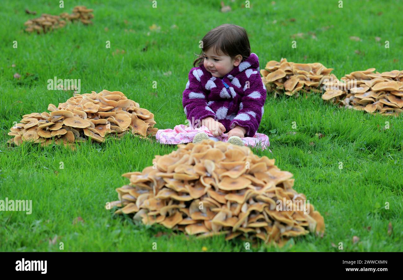 15/10/13 Louisa Barnwell, 2, is dwarfed by the giant clumps of honey ...