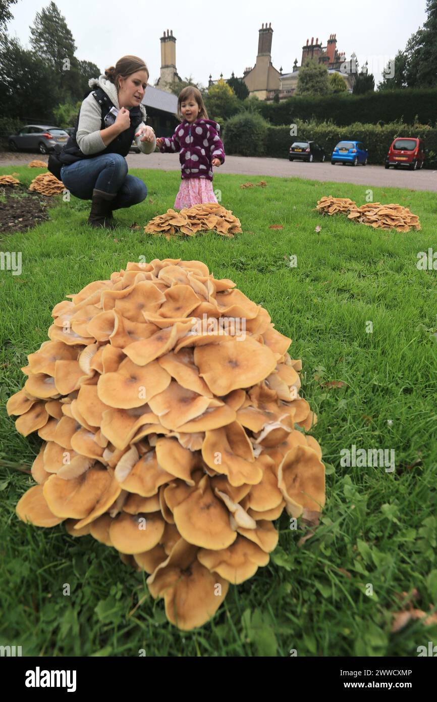 15/10/13 Sarah Barnwell marvels at the giant clumps of honey fungus ...