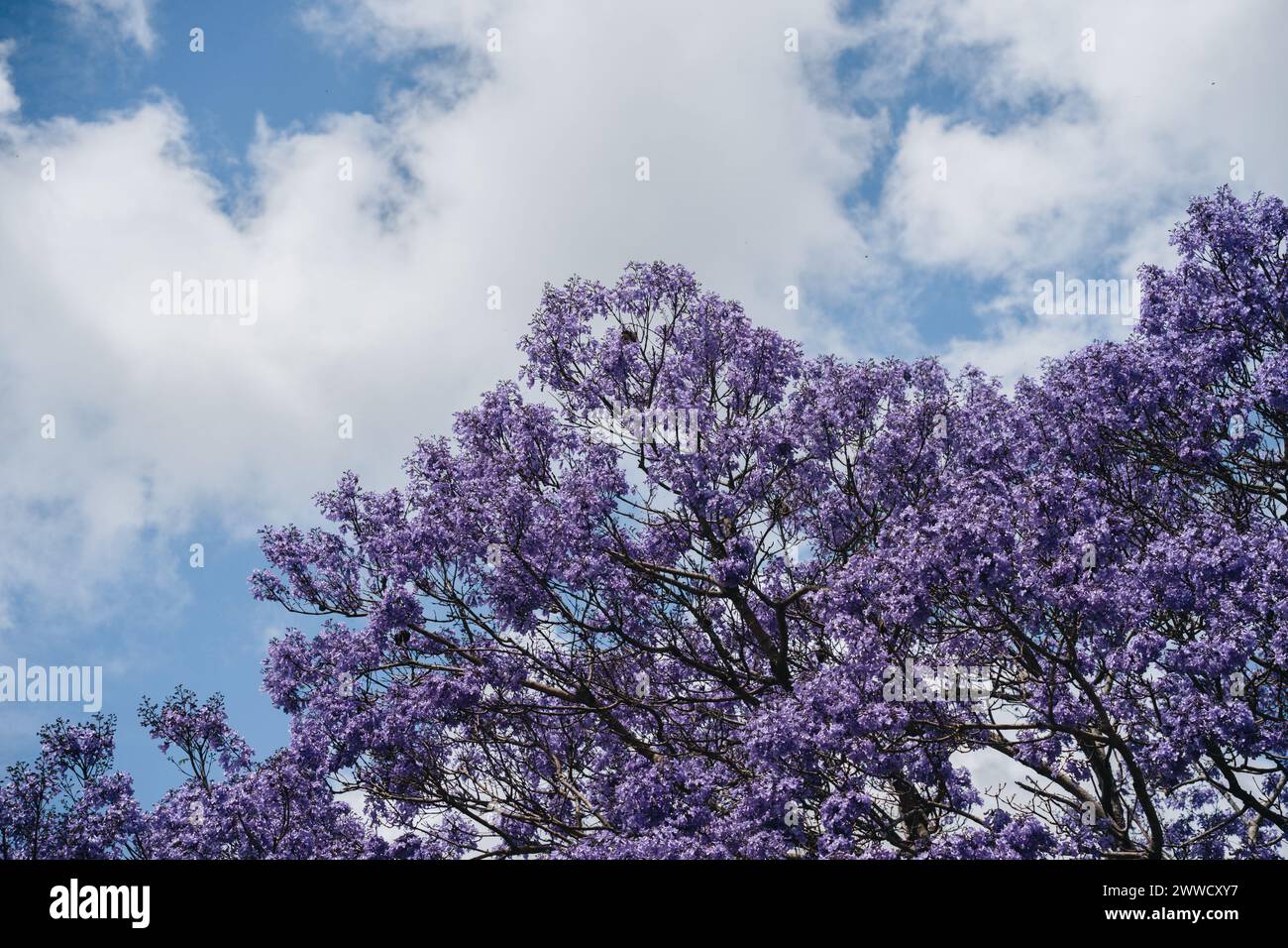 jacaranda tree at full bloom at Grafton kogarah, australia Stock Photo ...