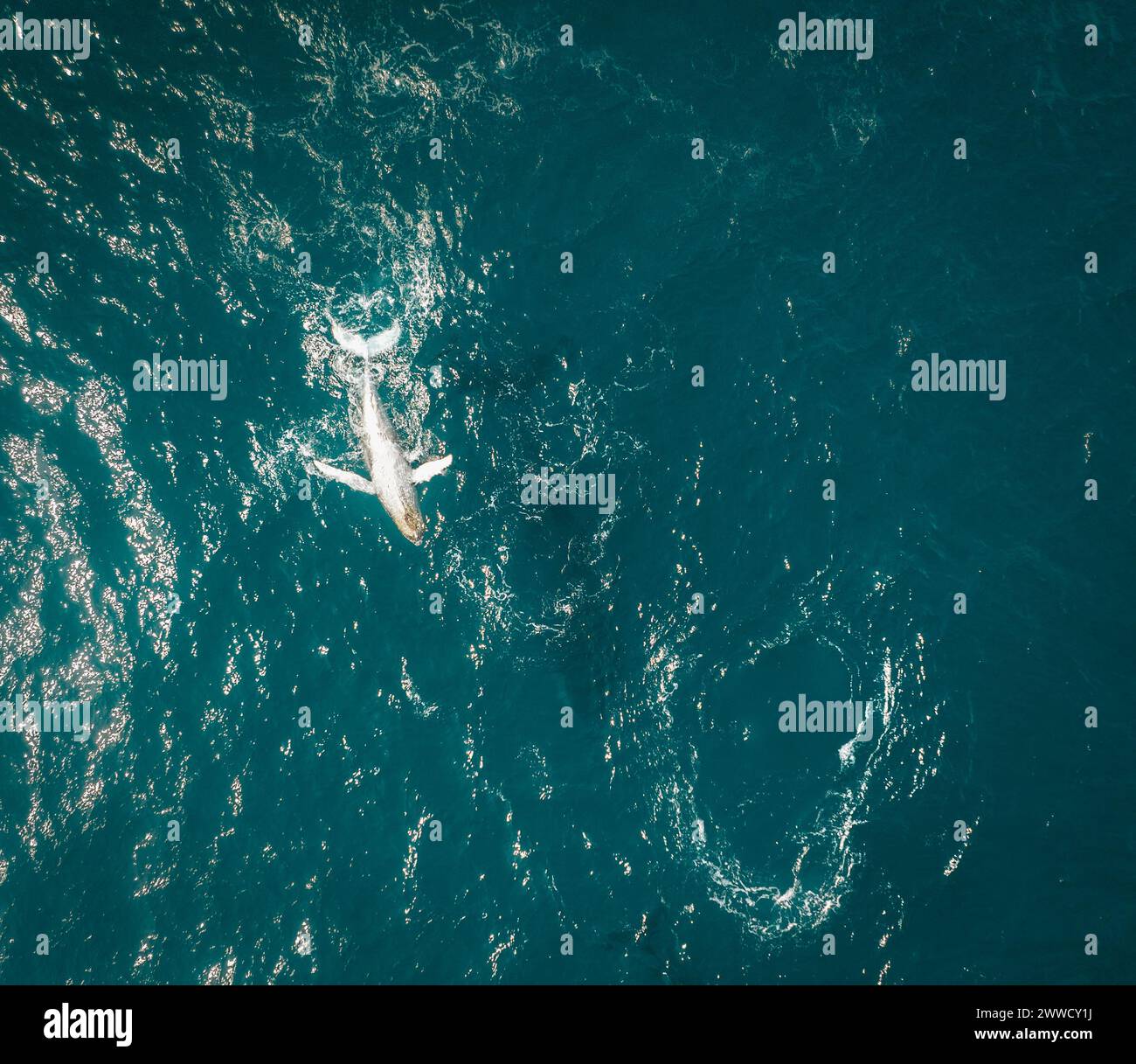 Blue whale calf aerial hi-res stock photography and images - Alamy