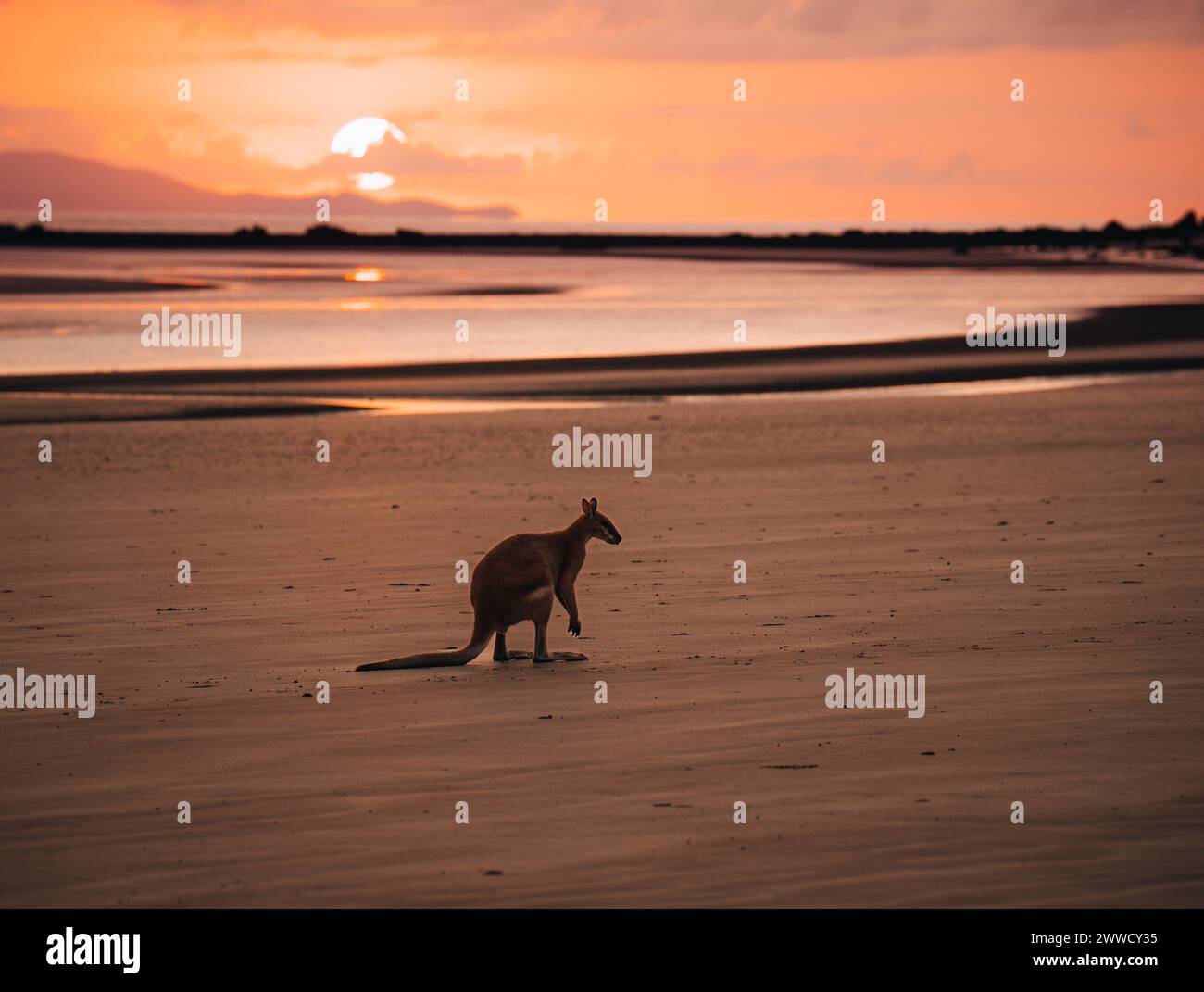 Kangaroo Wallaby at the beach during sunrise in cape hillsborough ...