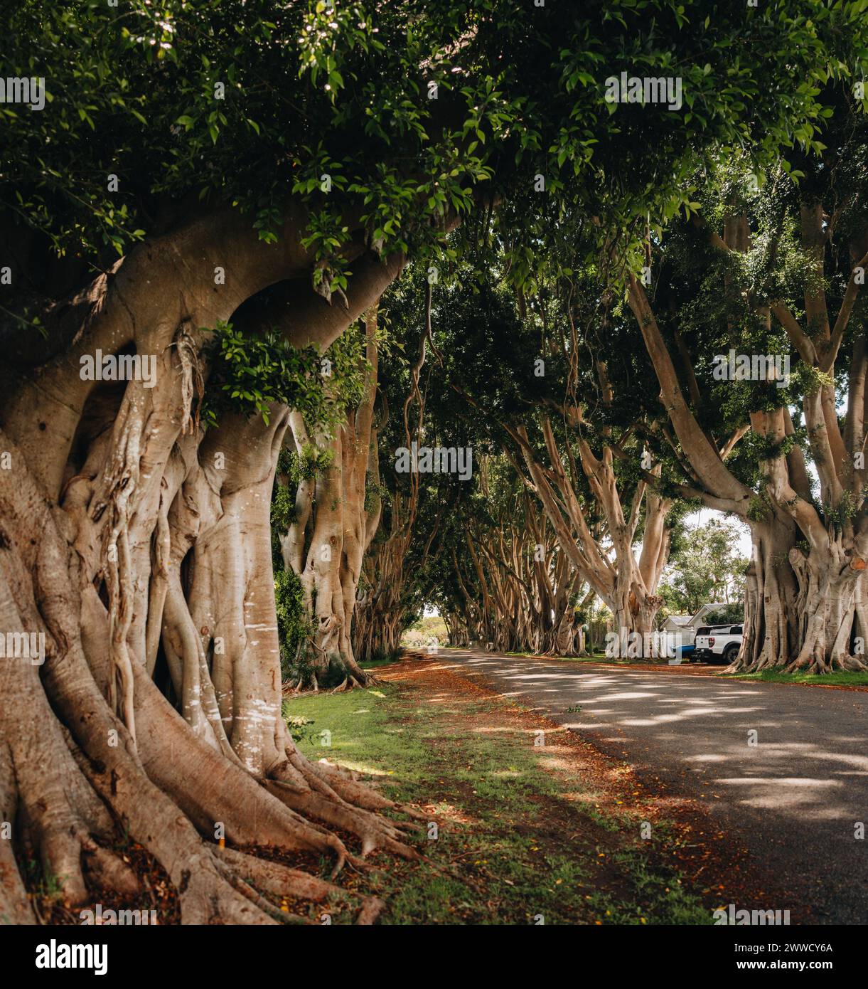 Line of Jacaranda trees and fig trees are creating purple flower tunnel ...