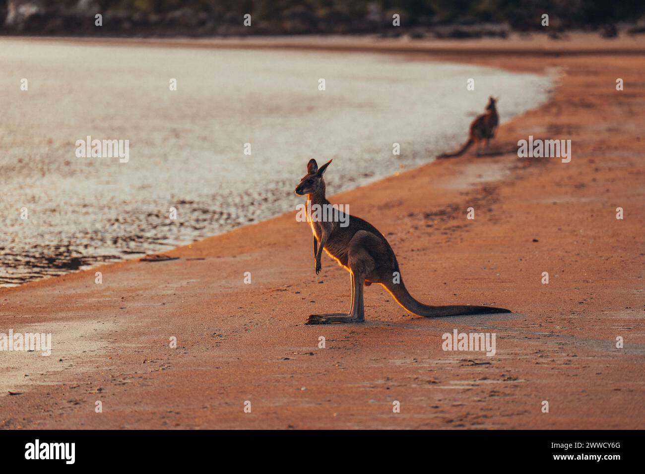 Kangaroo Wallaby at the beach during sunrise in cape hillsborough ...